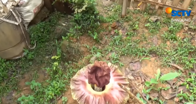 Bunga Bangkai di Pekarangan Rumah Warga Cianjur Ini Tumbuh Sempurna ...