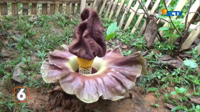 Bunga Bangkai di Pekarangan Rumah Warga Cianjur Ini Tumbuh Sempurna ...