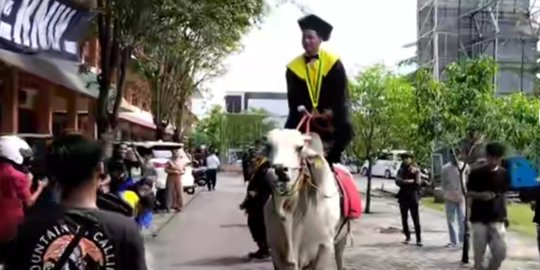 Viral Mahasiswa Ini Pilih Naik Sapi saat Berangkat Wisuda, Aksinya Curi Perhatian | merdeka.com