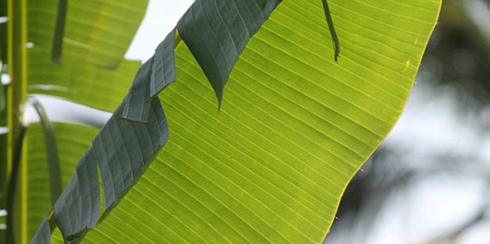 Manfaat Daun Pisang Kering Untuk Kesehatan Hingga Keperluan Ternak