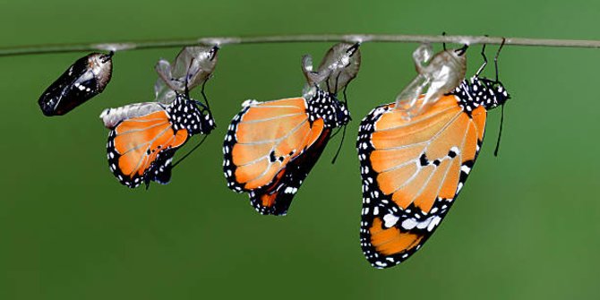 Metamorfosa adalah Proses Perkembangan Biologis pada Hewan Tertentu ...