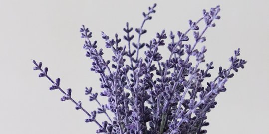 9 Manfaat Bunga Lavender, Bisa Bantu Atasi Kecemasan | merdeka.com