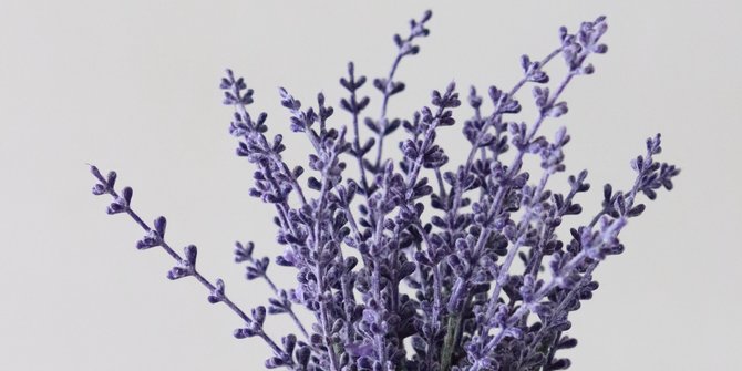 9 Manfaat Bunga Lavender, Bisa Bantu Atasi Kecemasan | merdeka.com