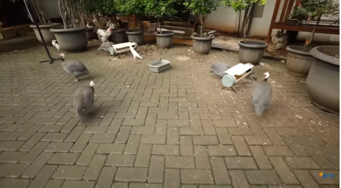 Melihat Hewan Peliharaan di Rumah AM Hendropriyono, Ayam & Burungnya ...