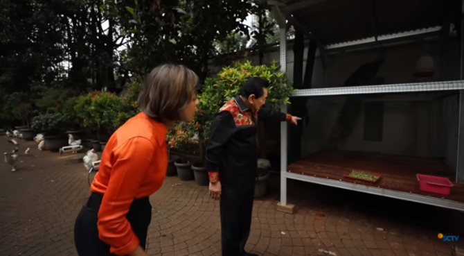 Melihat Hewan Peliharaan di Rumah AM Hendropriyono, Ayam & Burungnya ...