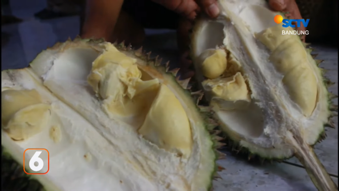 Hanya Dijual di Rumah Petani, Ini Istimewanya Durian Gandaria Asli Sukabumi