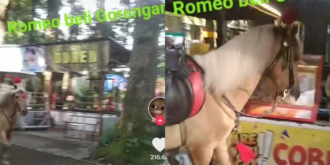 Bikin Warganet Heran, Begini Aksi Kocak Kuda Romeo Lari Buat Jajan ...