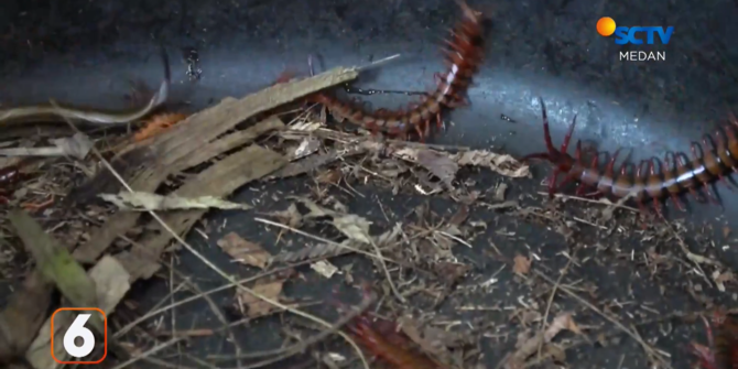 Pria di Serdang Bedagai Tekuni Bisnis Kelabang, Jadi Komoditas Ekspor Menjanjikan | merdeka.com