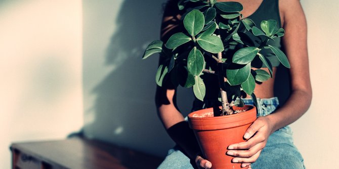 8 Tanaman Pembawa Hoki Menurut Feng Shui, Perlu Diketahui | merdeka.com