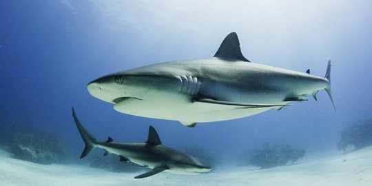 Pernah Selamat dari Kepunahan, Ternyata Hiu Punya Usia Lebih Tua dari ...