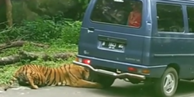Ngeri Banget! Mobil ini Diserang Harimau saat Liburan ke Taman Safari 2 ...