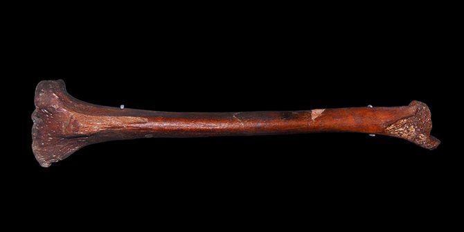 Tulang Paha Manusia Berusia 400.000 Mengandung 'DNA Alien' Misterius ...