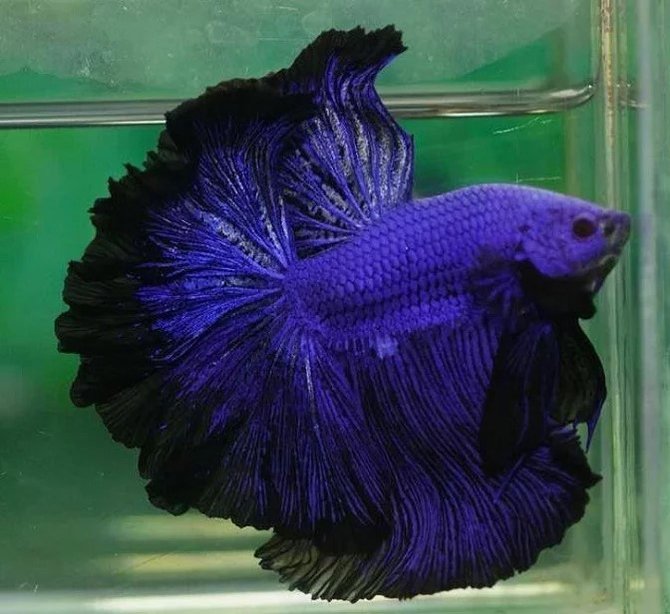 Harga Ikan Cupang Berdasarkan Jenisnya, Perlu Diketahui | merdeka.com