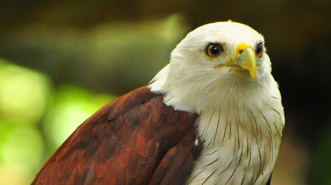 Pengusaha Situbondo Kedapatan Pelihara Satwa Lindung Elang Bondol ...