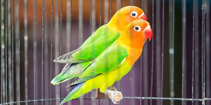 Jenis Lovebird Import dan Kisaran Harganya | merdeka.com