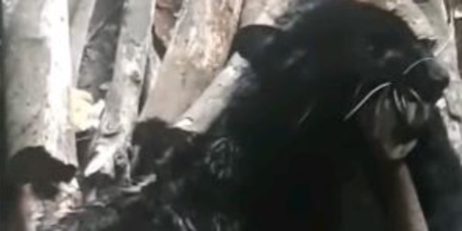 Anak Macan di Pekalongan Nyasar ke Dapur Warga, Begini Penampakannya ...