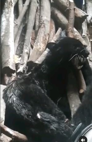 Anak Macan di Pekalongan Nyasar ke Dapur Warga, Begini Penampakannya ...