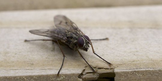 7 Fakta Menakjubkan Peradaban Mesir Kuno, dari Makeup sampai Pasta Gigi ...