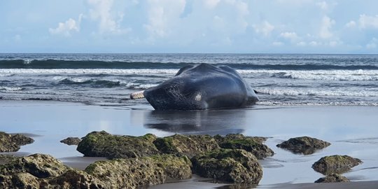 Paus Raksasa Kembali Ditemukan Mati di Bali, Ini Dugaan Penyebabnya ...