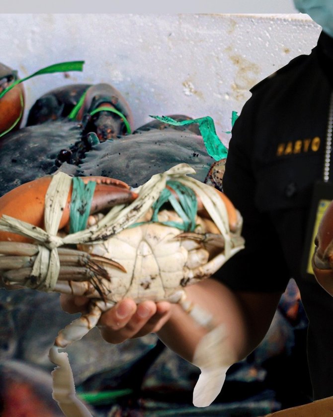 Mengintip Budidaya Kepiting Bakau di Sungai Nipah, Gunakan Inovasi ...