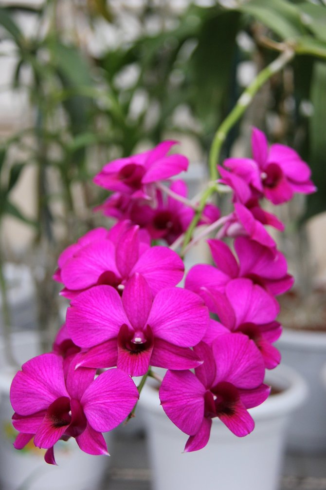 Kisah Anggrek Dendobrium Indonesia Jadi Kimilsungia, Bunga Kehormatan di Korea Utara