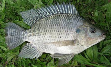 8 Jenis Ikan Nila Varietas Unggul yang Sering Dibudidayakan