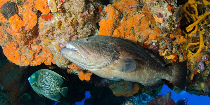 Jenis Ikan Kerapu dan Karakteristiknya, Kaya akan Nutrisi | merdeka.com