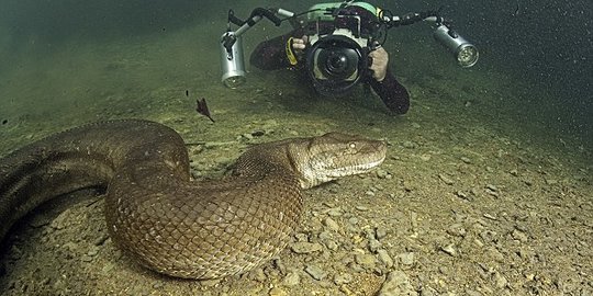 Mirip Film Anaconda, Tentara Ini Ngaku Pernah Bertemu Ular Sepanjang ...
