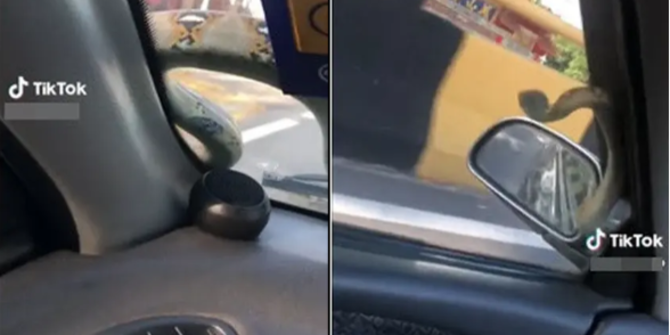 Temukan Ular Merayap saat Mobil Sedang Melaju, Penumpang Ini Langsung ...