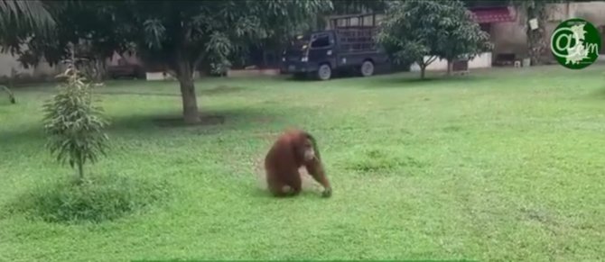 PLN Sumut dan BKSDA Bangun Jaringan Listrik di Hutan Konservasi, Ini ...