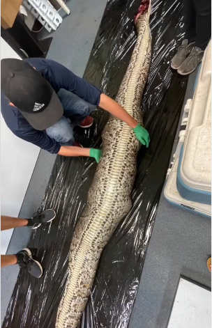 Penampakan Ular Piton Raksasa Dibedah di Laboratorium, Isi Perutnya ...