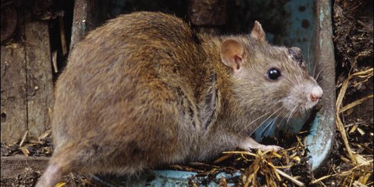 CEK FAKTA: Heboh Video Sebut Raja Tikus Muncul di Rusia, Tanda akan ...