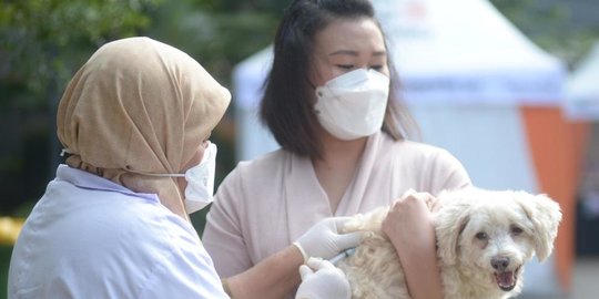 Ini Waktu yang Tepat Beri Vaksin Rabies ke Hewan Peliharaan | merdeka.com