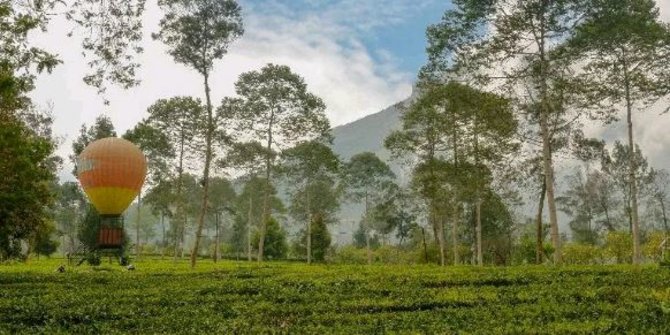 Mengunjungi Kebun Teh Tambi Wonosobo, Tempat Healing di Lereng Gunung Sindoro | merdeka.com
