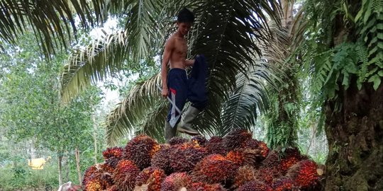 BPDPKS Himpun Dana Pungutan Ekspor Sawit Rp186 Triliun, Untuk Apa Saja?