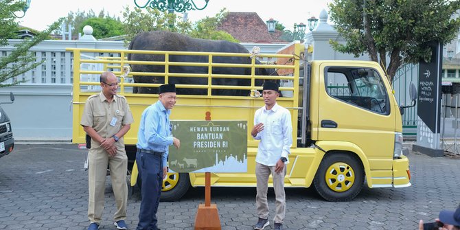 Penampakan 'Black Boss', Sapi Sumbangan Presiden Jokowi di Gunungkidul ...