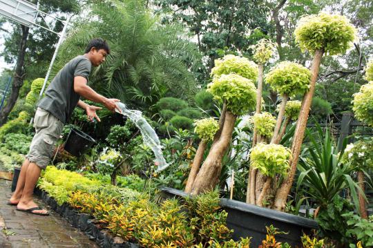 Tanaman hias jenis bonsai kembali digandrungi Tanaman hias jenis bonsai kembali digandrungi