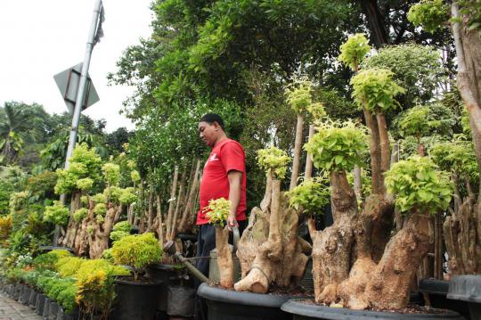 Tanaman hias jenis bonsai kembali digandrungi Tanaman hias jenis bonsai kembali digandrungi