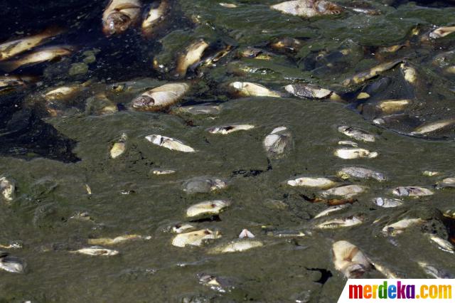 Foto : Ribuan ikan mati tercemar limbah peternakan | merdeka.com Foto : Ribuan ikan mati tercemar limbah peternakan | merdeka.com