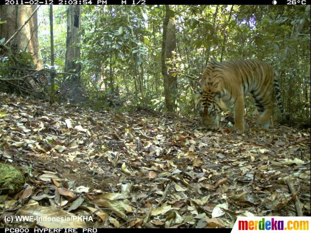 Foto : Penampakan macan dan harimau Sumatra yang terancam punah ...