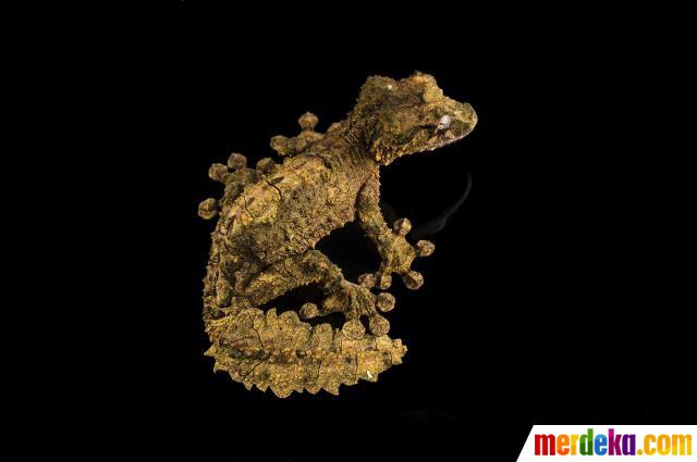 Foto : Mengenal jenis-jenis tokek daun Madagaskar| merdeka.com