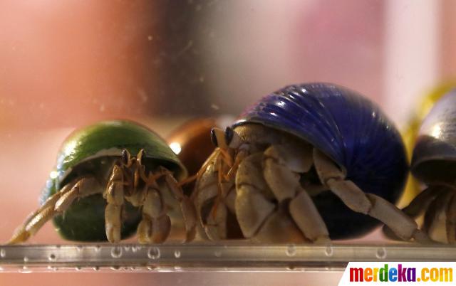Foto : Serunya ajang balap keong laut di 'Friend in Hand' | merdeka.com