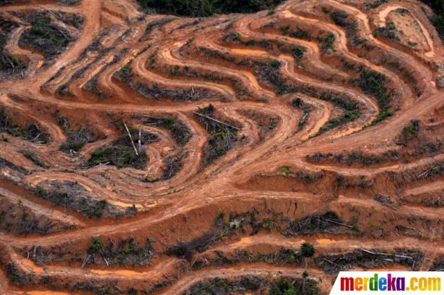 Foto : Pandangan udara Hutan Kalimantan yang semakin gundul| merdeka.com
