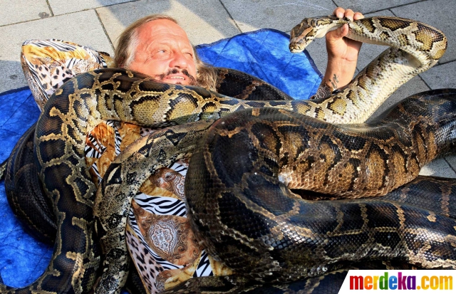 Foto : Pria ini pecahkan rekor ditindih ular boa & piton seberat 500 Kg ... Foto : Pria ini pecahkan rekor ditindih ular boa & piton seberat 500 Kg ...