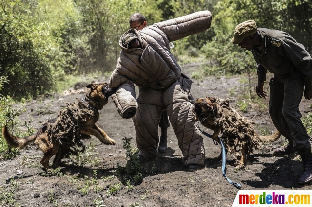 Foto : Tekan aksi perburuan liar, anjing-anjing ini dilatih bak tentara ...