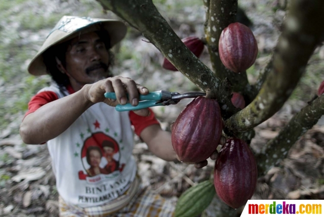Foto : Mengunjungi perkebunan cokelat terbesar se-Asia di Sulawesi ...