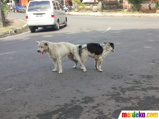 Foto : Sepasang anjing kawin di tengah jalan bikin heboh warga Denpasar ...