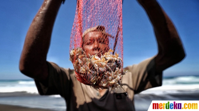 Foto : Kisah pencari undur-undur laut di pesisir Kebumen | merdeka.com