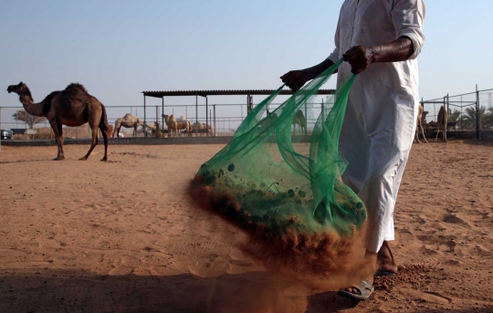 Kotoran Unta Jadi Bahan Bakar Produksi Semen di UEA