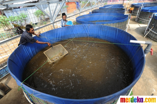 Foto : Pemberdayaan Masyarakat dengan Budidaya Lele Metode Probiotik ...